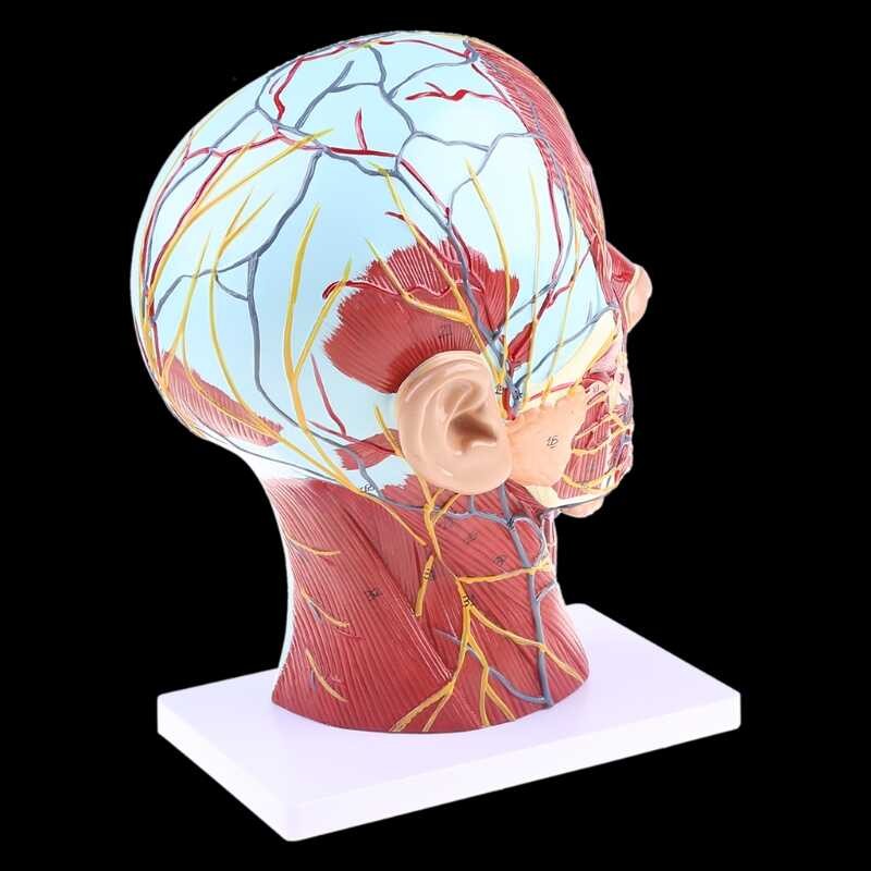 Anatomical Human Half For Head Face Anatomy Brain Neck Median Section ...