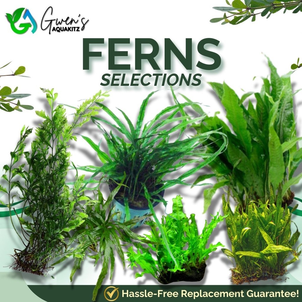 JAVA FERN SELECTIONS 2 by Gwen's Aquakitz - Needle Fern, Narrow Leaf ...