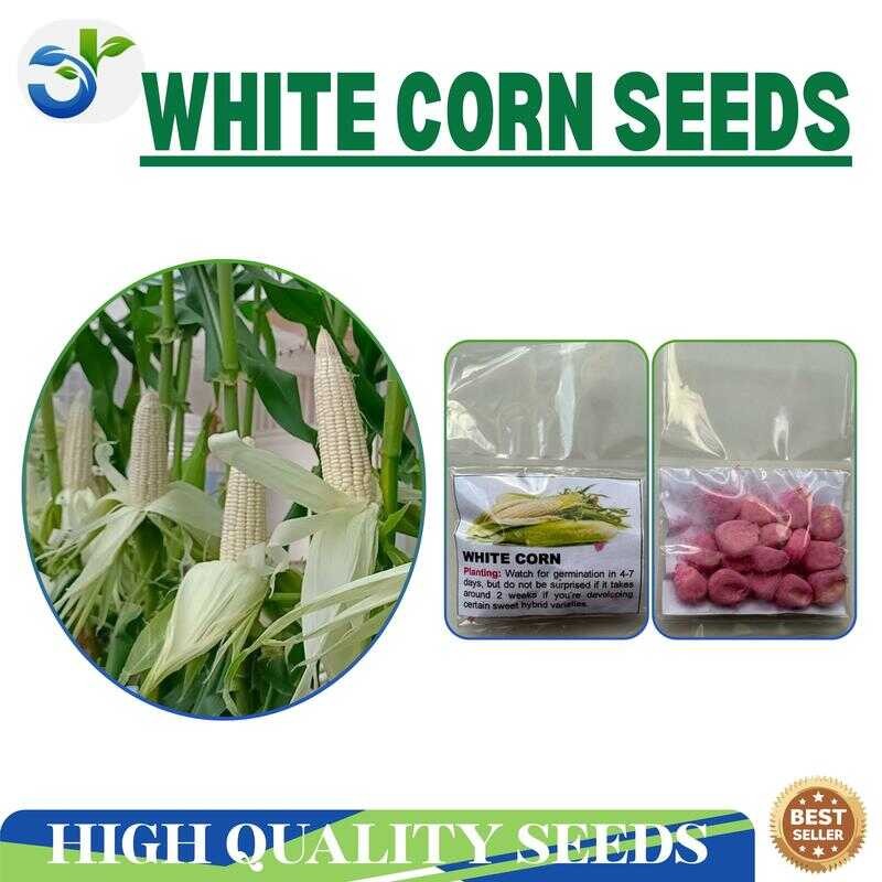 White Corn Lagkitan Hybrid - ( Pack Of 15Seeds ) | Shopee Philippines