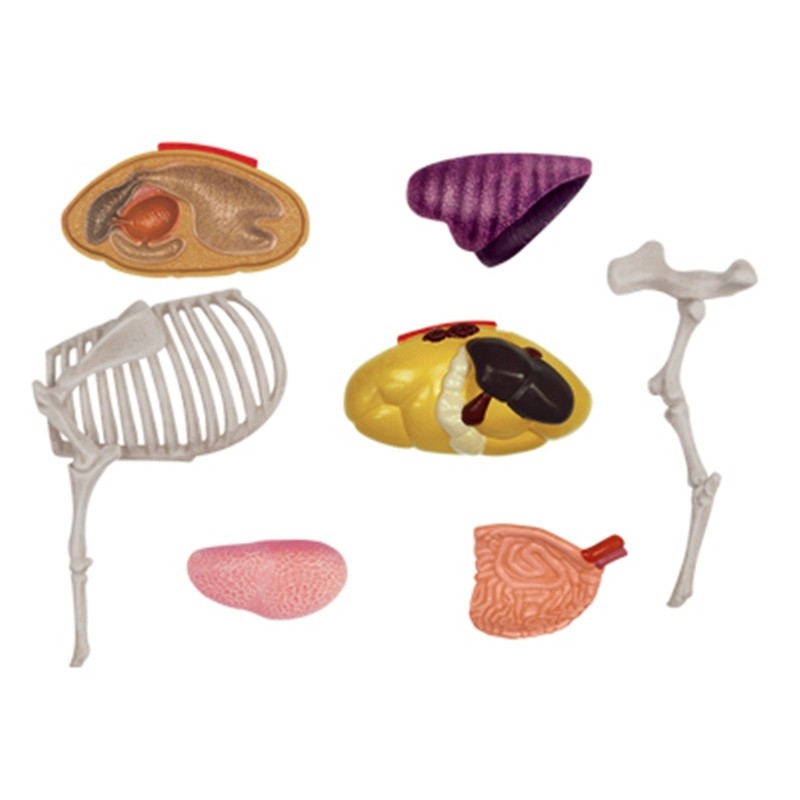 Animal Organ 4D Cow Intelligence Assembg Toy Teaching Anatomy Model DIY ...