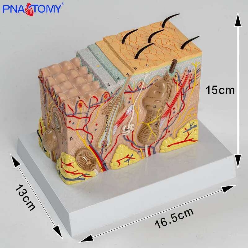 Enlarged Human Skin Structure Model Plastic Hair Layer Structure Anatomical Model Medical ...