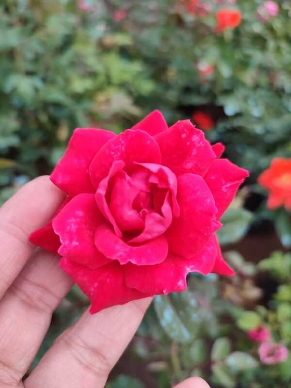 Red Rose Plant na may FREE puting palayok plastik, mga pebbles lupa ng ...