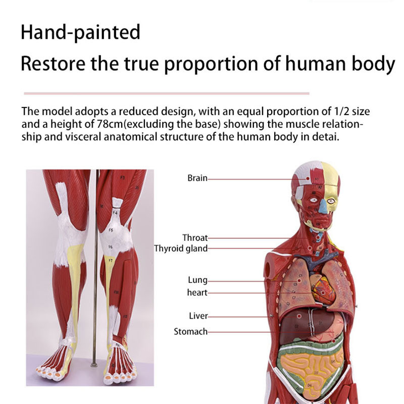 80Cm Muscle And Organ Model, 27-Part 1/2 Life Size Human Muscular ...