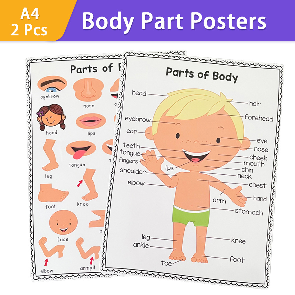 2 pcs Educational Posters,learning Body Parts Posters for kid,Preschool ...