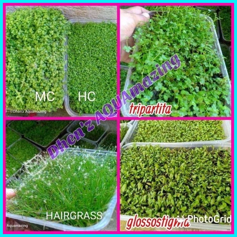 MONTE CARLO/TRIPARTITA/PEARLWEED/HAIRGRASS per tub carpet plants for ...