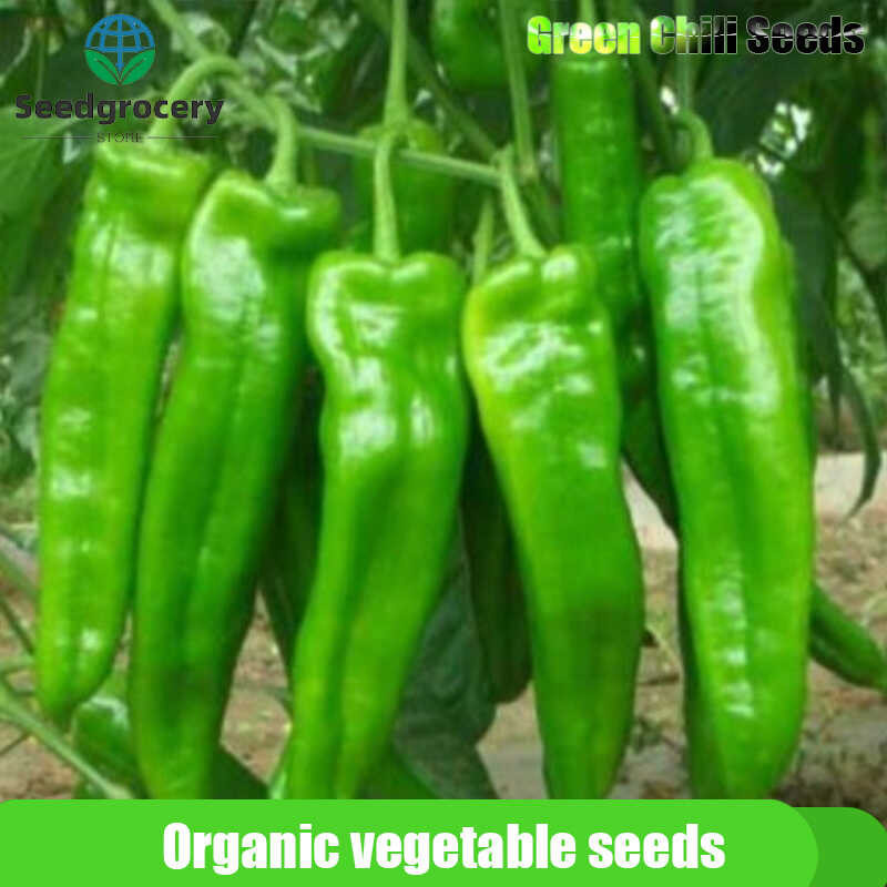 100 Buto/pack SILI PANIGANG Siling Haba Hot Pepper mataas na yield ...