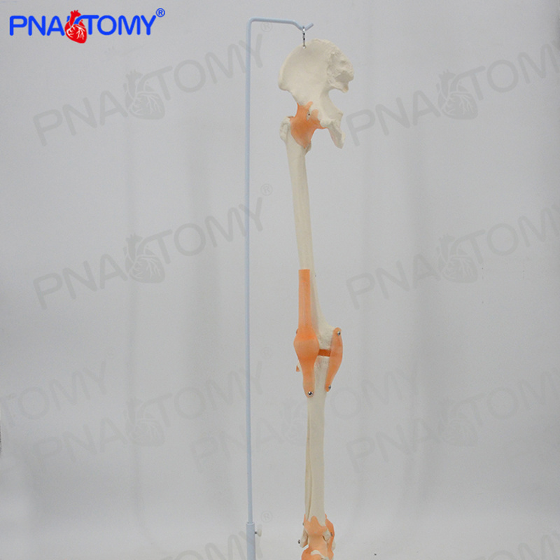 Hanging Human Lower Limb Leg Bone Foot Skeleton Anatomical Model ...