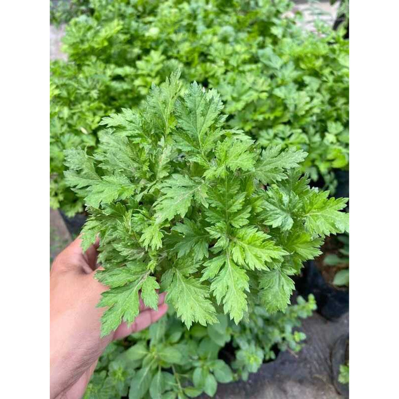 3 3Dc E3e Buy1 Take1 DAMONG MARIA Herbal (Real Plant NOT Seeds) With ...