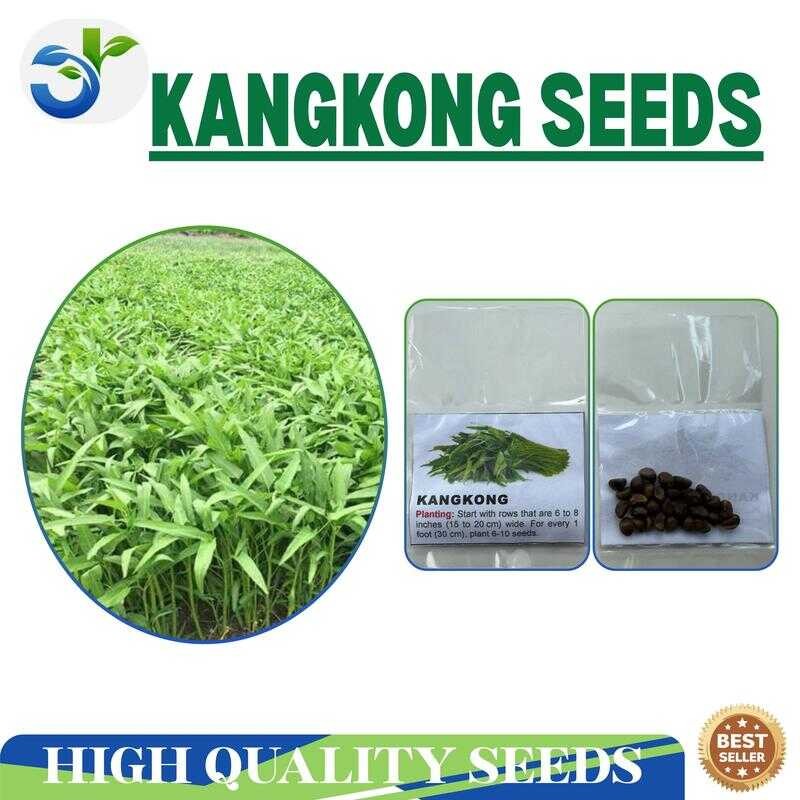 Chinese Kangkong Upland Lowland / Easy to Grow ( Pack of 25seeds ...