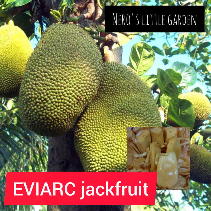 Ang EViarc jackfruit seedling ni Nero. (1ft mataas) | Shopee Philippines