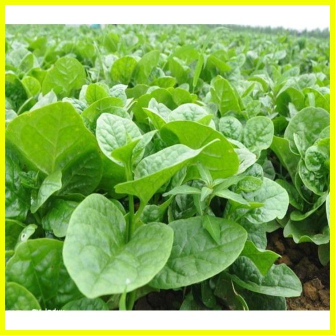 Green Alugbati Malabar Spinach Vegetable Seeds ( 30 seeds ) - Basic ...