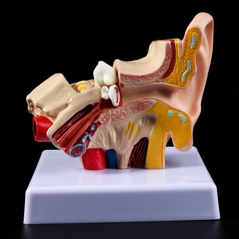 Medica Props 1.5 Times Life Size Human Ear Anatomy Mode Organmedica ...
