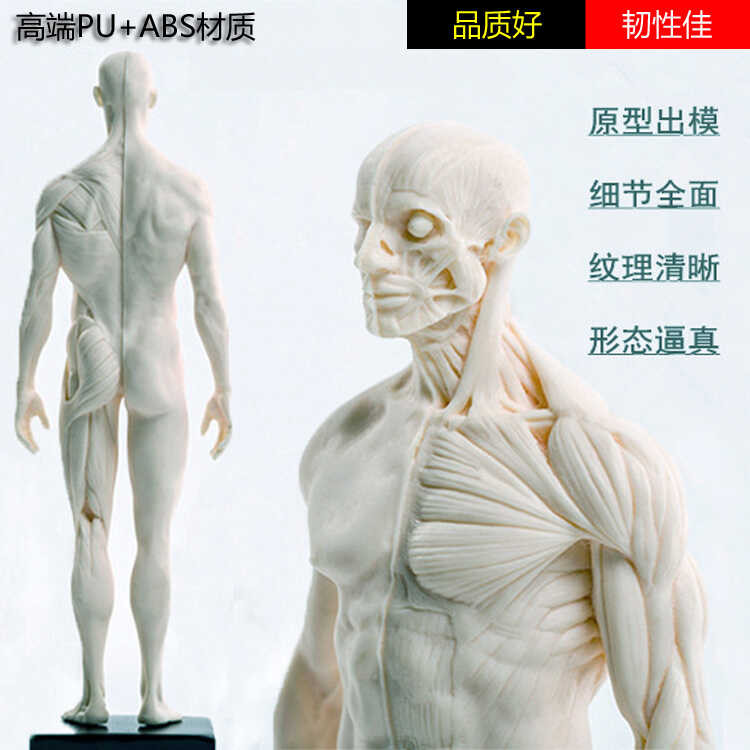 30cm Sculpture Painting CG Reference Medical Art Human Body ...