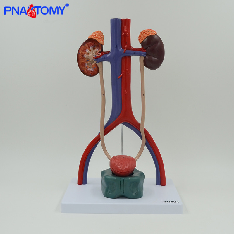 Life Size Urinary System Human Anatomy Kidney Bladder Artery And Vein ...