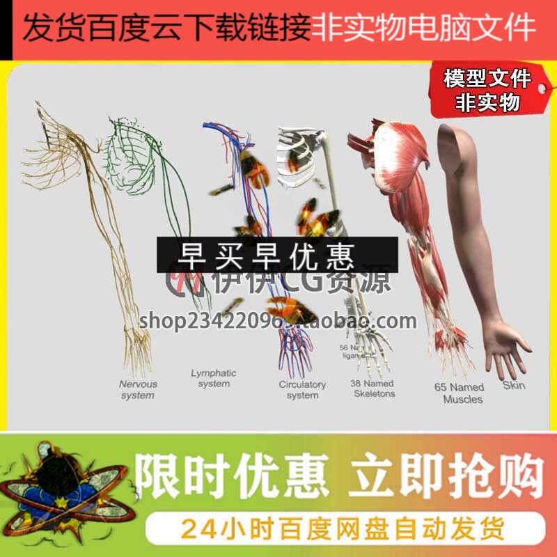 3D model FBX human arm structure anatomy blend big arm small arm ...