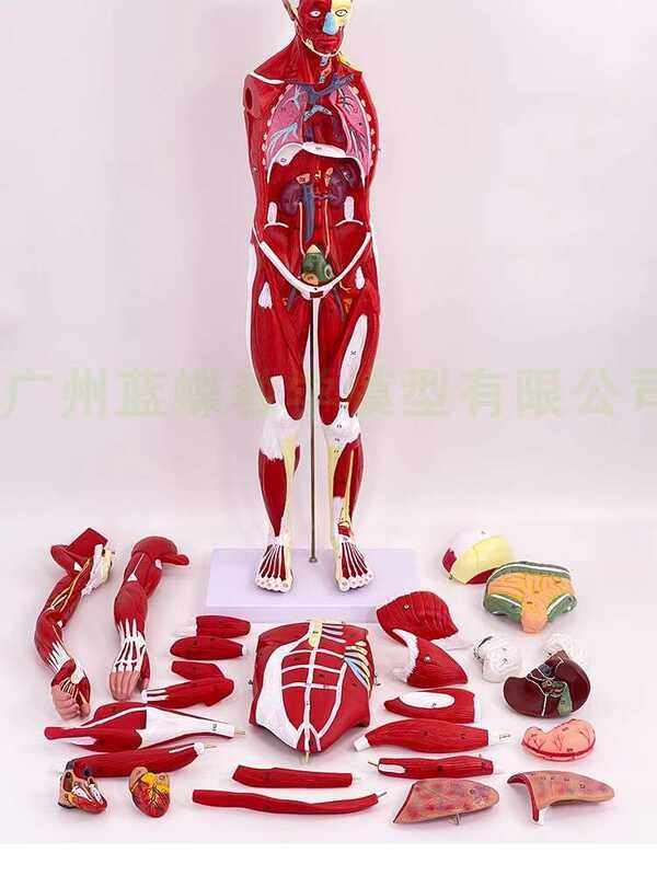 80CM full body muscle model of human body, anatomical structure of ...