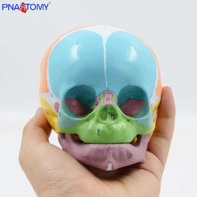 1:1 Color Infant Skull Model Digital Identification Frontal Bones ...
