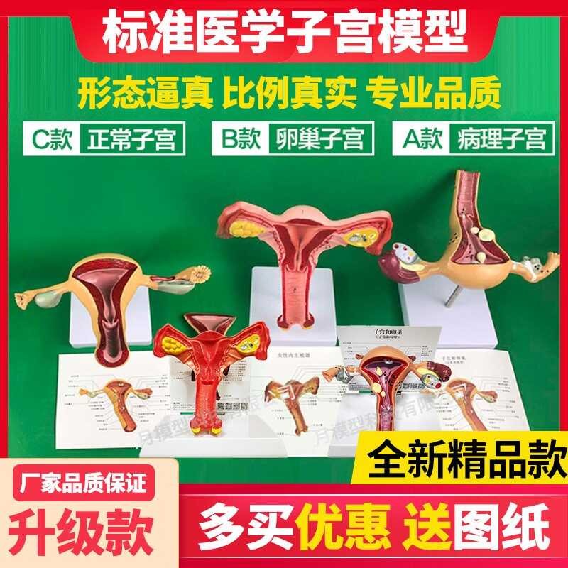 Female reproductive system model, uterus, ovary, pelvic anatomy, human ...