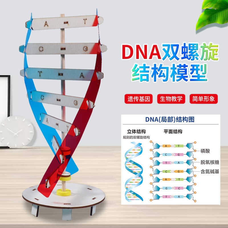 DNA Double Helix Structure Model Technology Small Maker Handmade DIY ...