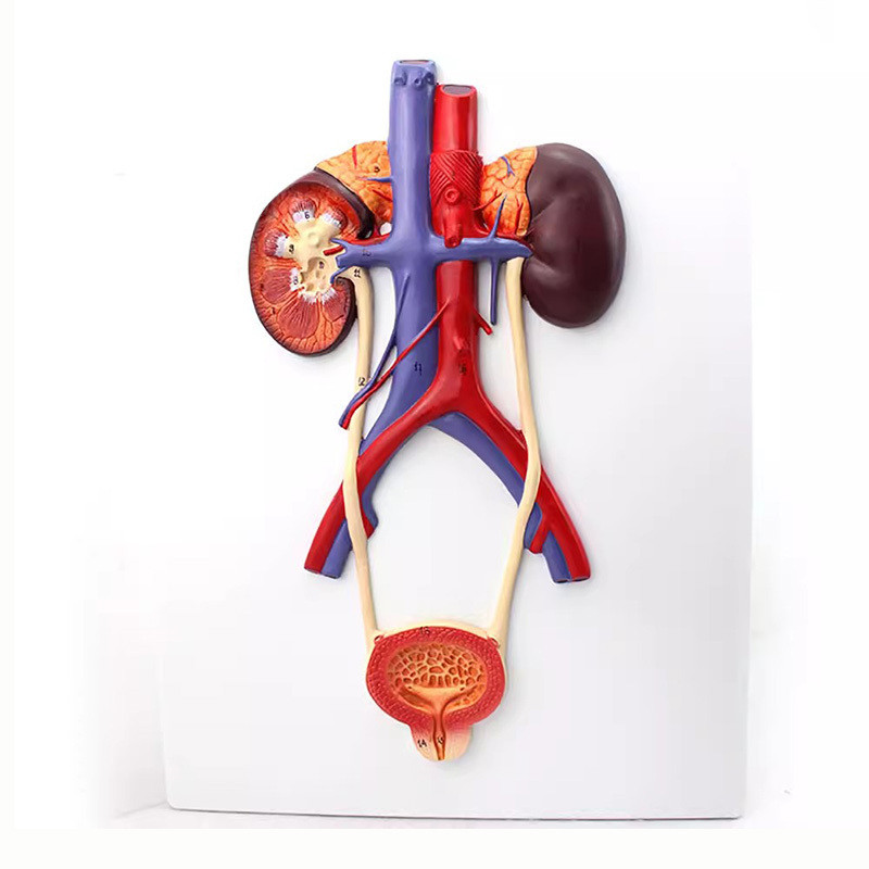 Bladder Catheterization, Kidney And Urinary System Anatomy Model, Human ...