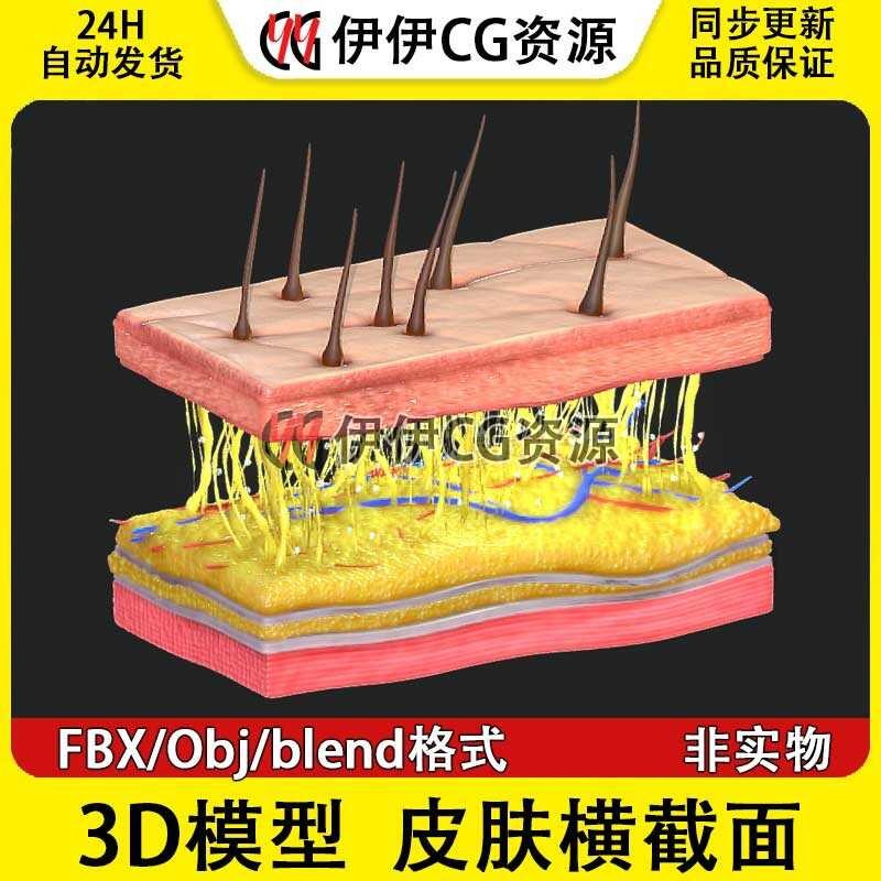 3D model FBX human skin cross-sectional dissection of skin tissue ...