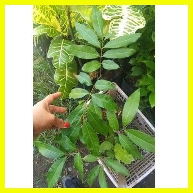 ∣ ╭ Grafted Lanzones Longkong/ Longgan fruit seedlings | Shopee Philippines