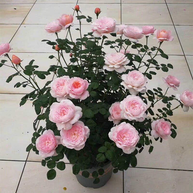 Mga uri mga rosas shrub, halaman may palayok balkon, halamanan na ...