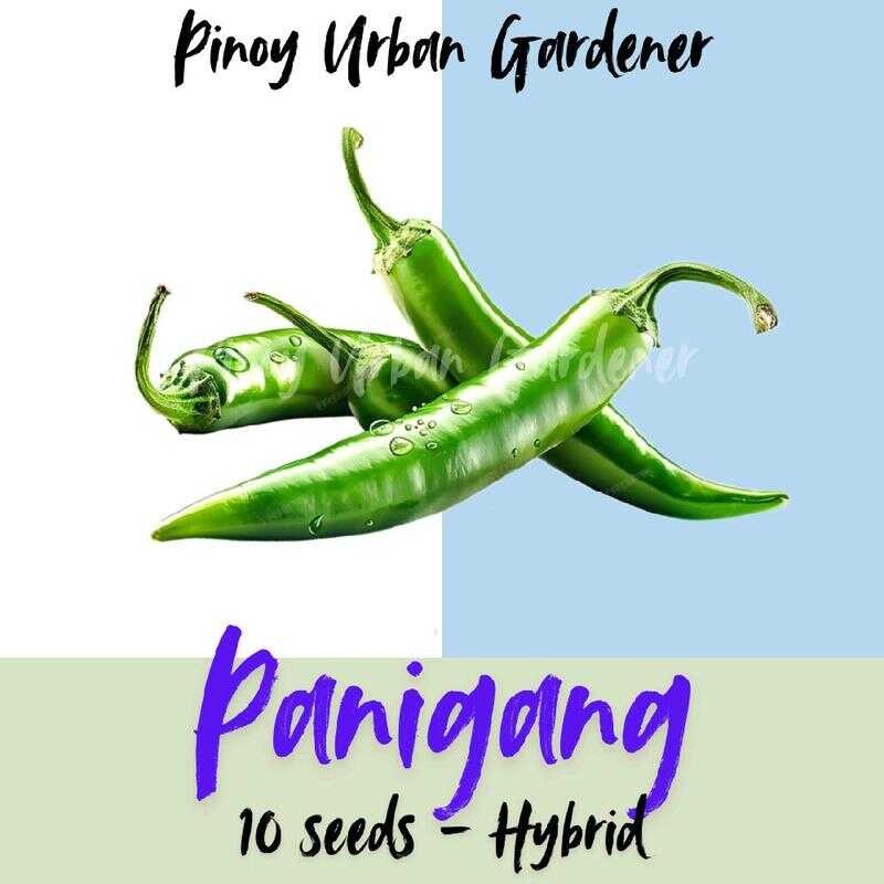 HIGH YIELDING HYBRID PANIGANG SEEDS (Django F1) | Shopee Philippines