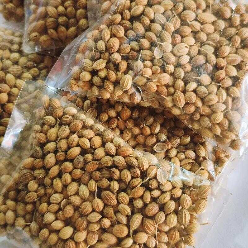 BERNS Kulantro / Cilantro Seeds 10G 50G 100G | Shopee Philippines