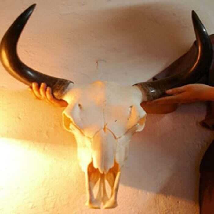 Yak Skull Specimen Vegetable Banquet Real Natural Big Cow Living S ...