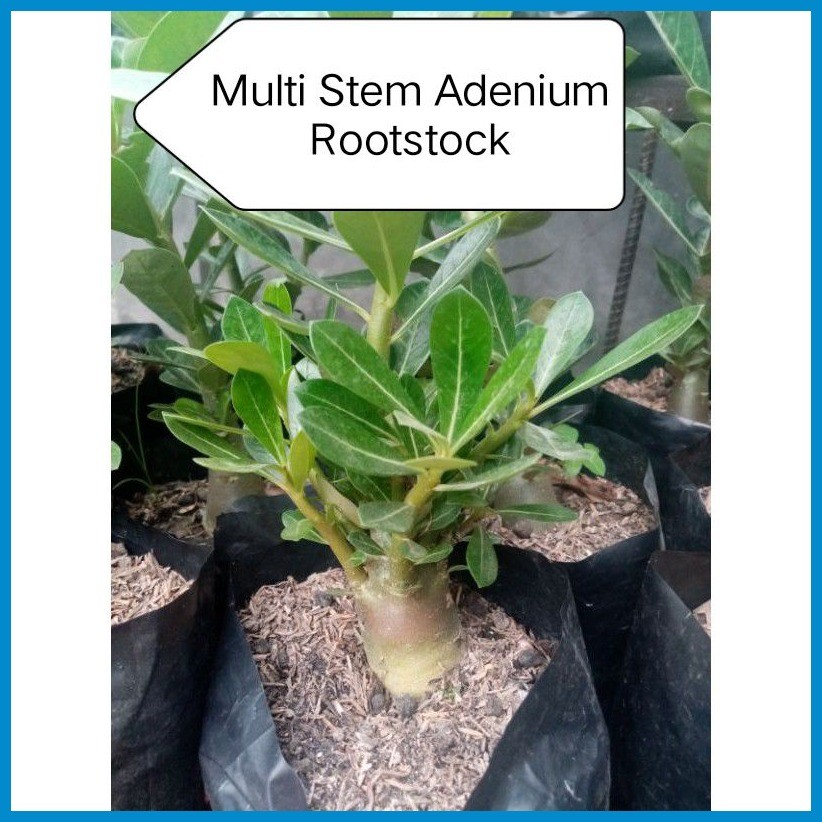 MULTI STEM ADENIUM OBESUM ROOTSTOCK (LIVE PLANT) | Shopee Philippines