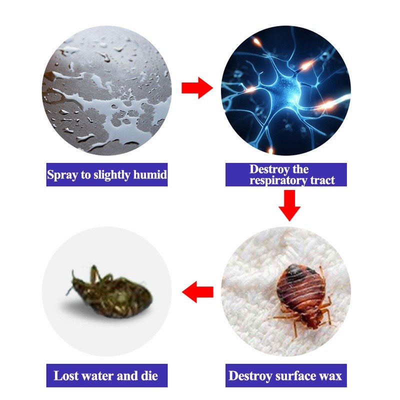 Odorless Insecticide Poison Medicine Bedbug Trap Killing Bed Bug Surot ...