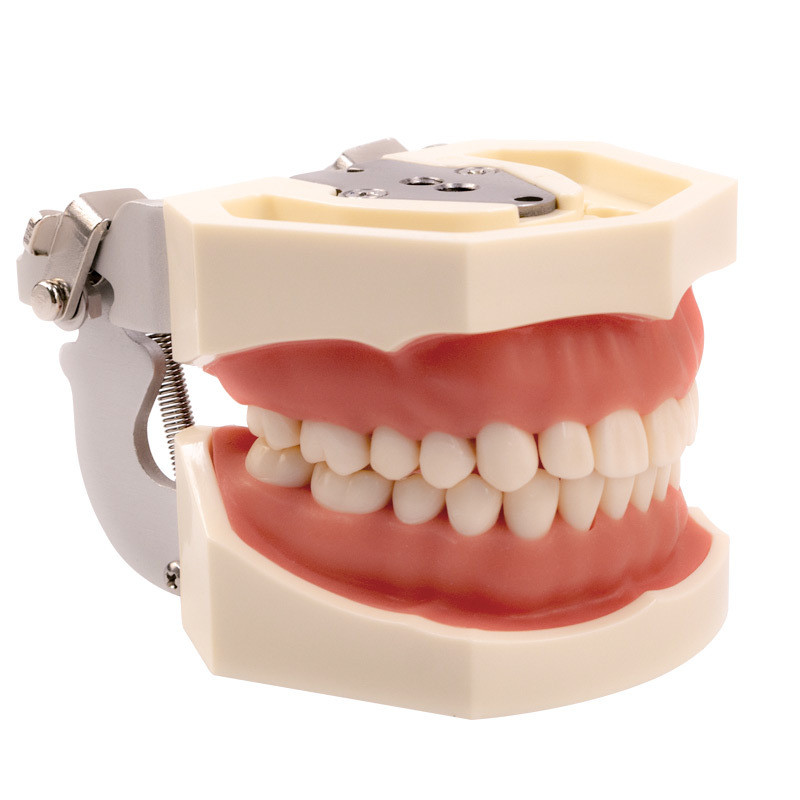 Teeth Model Gum Teeth Teaching Standard Dental Typodont Model ...
