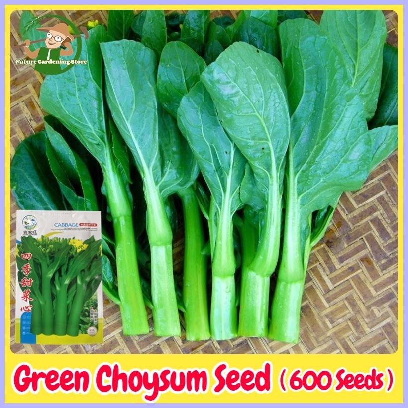 Fresh Organic Green Choy Sum Seeds for Planting (600 Seed) Tsoi Sum ...