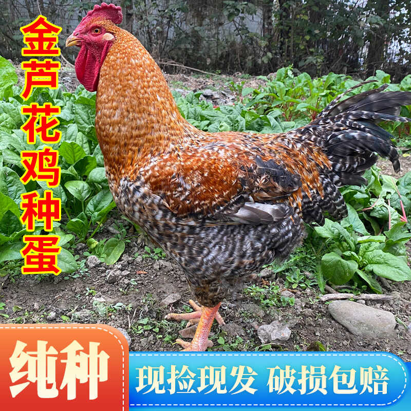 Fast Large Golden Fertilized Can Pure Native Reed Flower Chicken Hatch ...