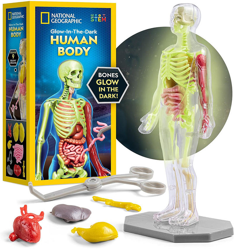 National Geographic Luminous Human Bone Cheese Organ Anatomy Biology ...