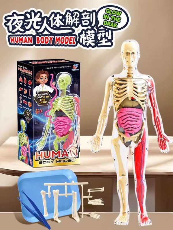 Luminous movable human body structure model, organ teaching aid ...