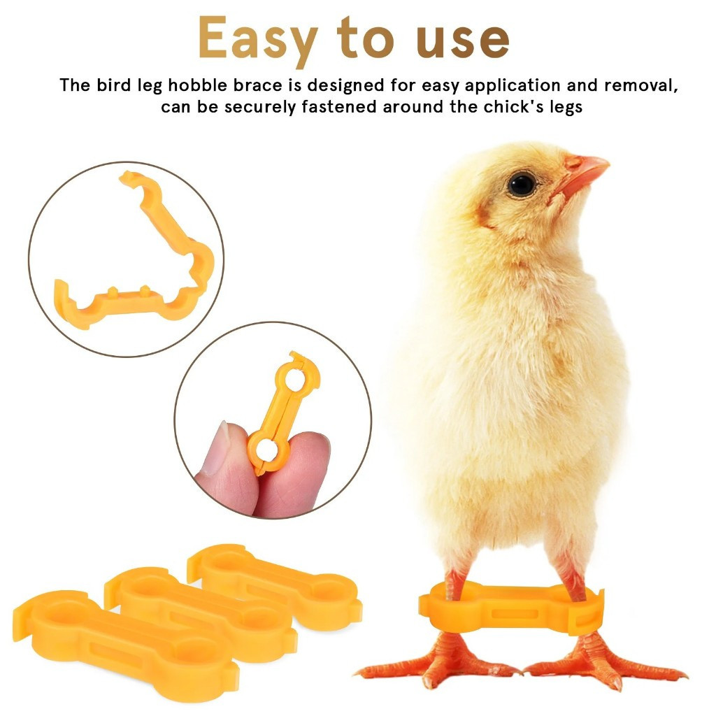 Chick Leg Stabilizer Baby Birds Splay Legs Correction Band Newborn ...