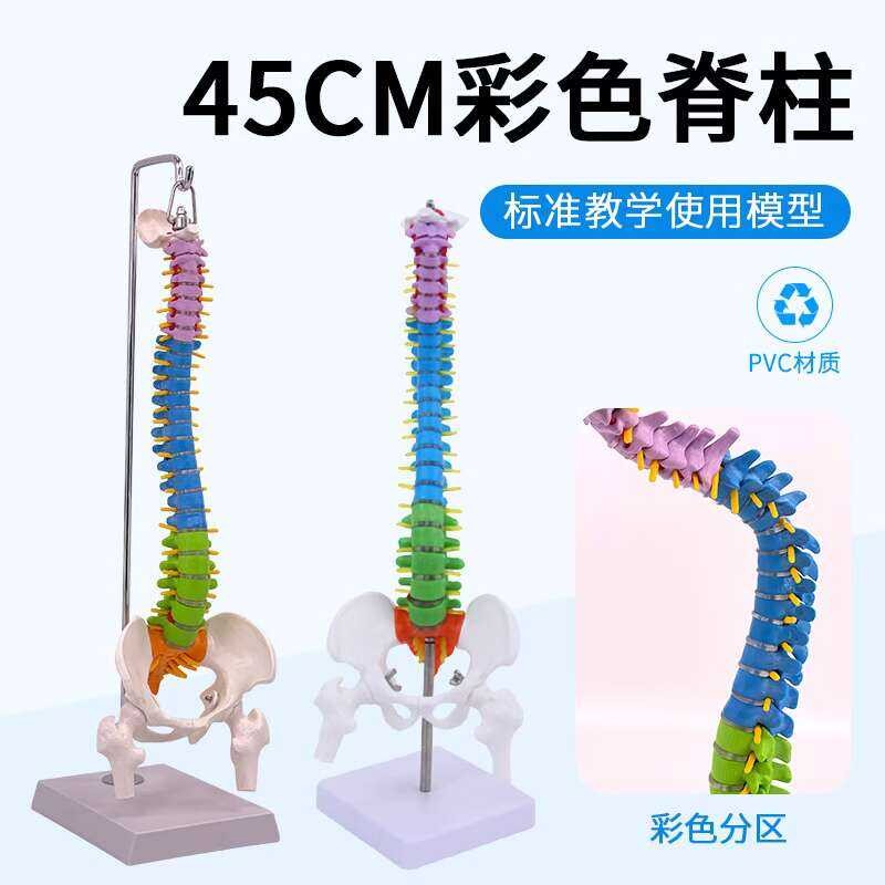45CM color human spine model with pelvis, femur, coccyx, spine skeleton ...