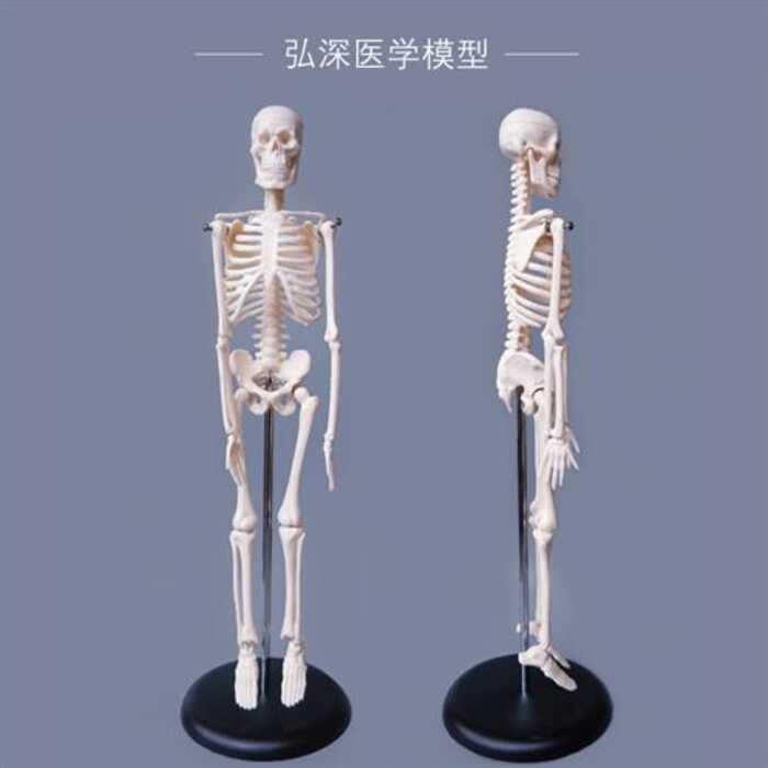 45cm Human Whole Body Skeleton Model Mini Small Skeleton Sub anatomical ...