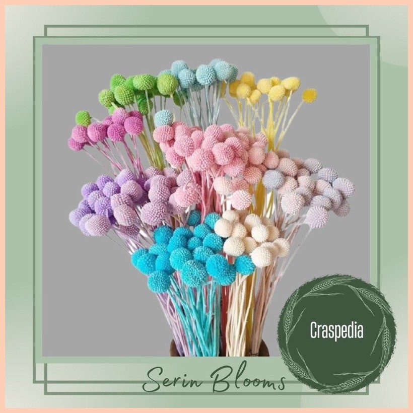 Craspedia Dried Flower Real (1 stem only) | Shopee Philippines