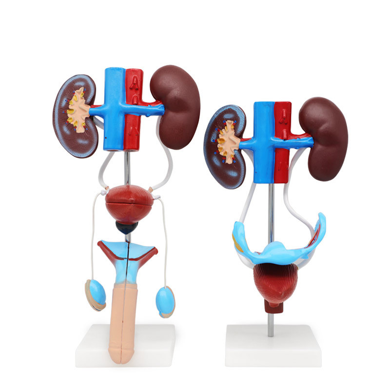 Male/Female Genitourinary System Model Kidney Anatomy Mold Bladder ...