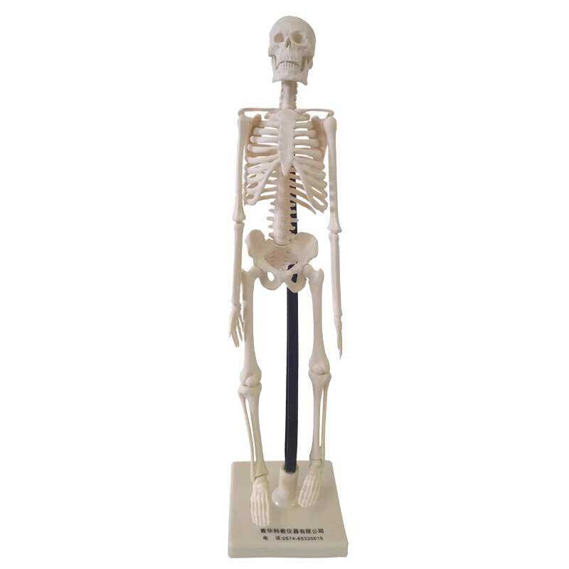 Qinghua simulation human skeleton model 42CM85CM detachable medical ...