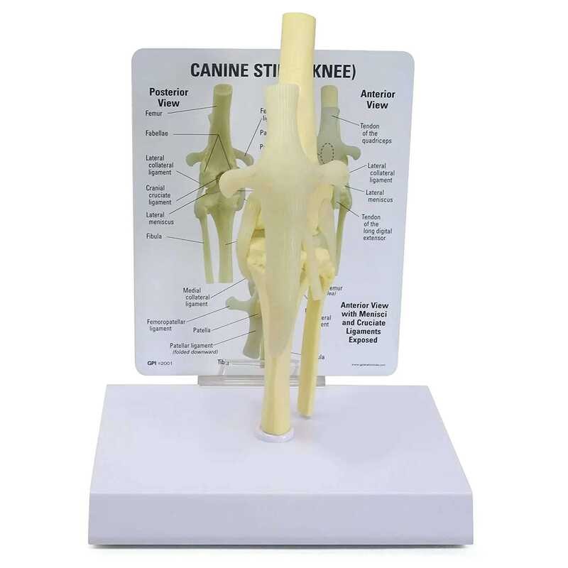 Knee Joint Model Animal Body Anatomy Replica Of Normal Dog Elbow For Veterinary Office Education ...