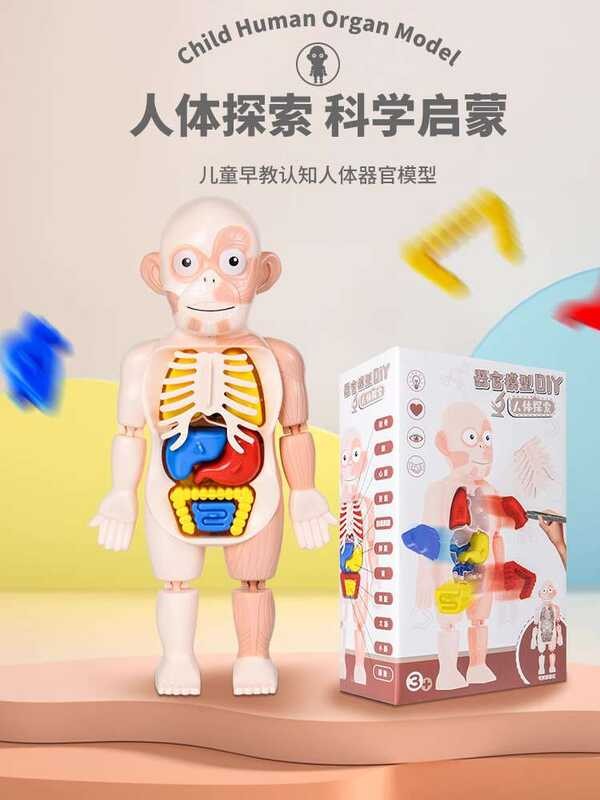 Human body structure model 3D detachable assembly torso, children's ...