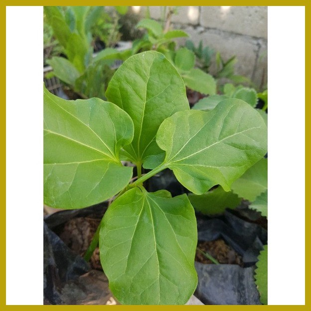 ♥ TALANTANGAN / Castol oil plant/ TUBA-TUBA | Shopee Philippines