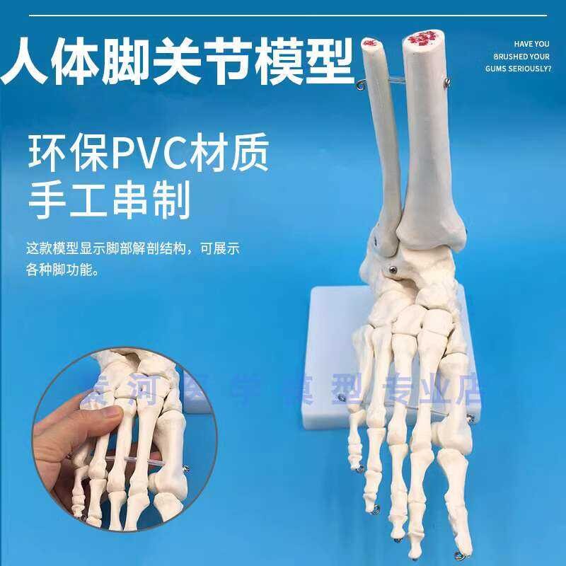 Teaching simulation foot bone foot bone model active foot joint ...
