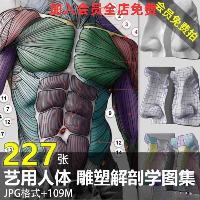 Sculpture Anatomy Atlas Art Human Body Structure Figures ...