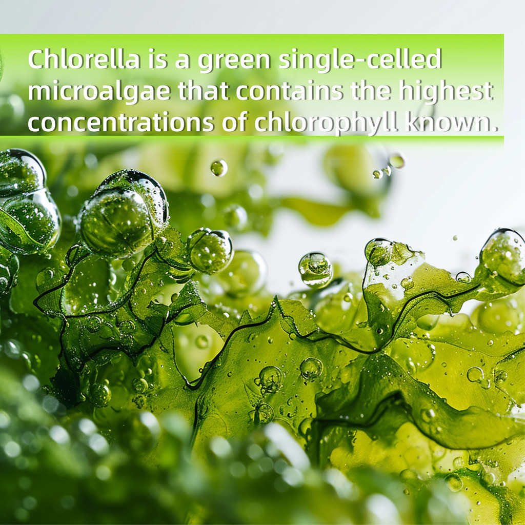 Chlorella 500 mg - Broken Cells - Energy & Immune Booster, Detoxifier ...