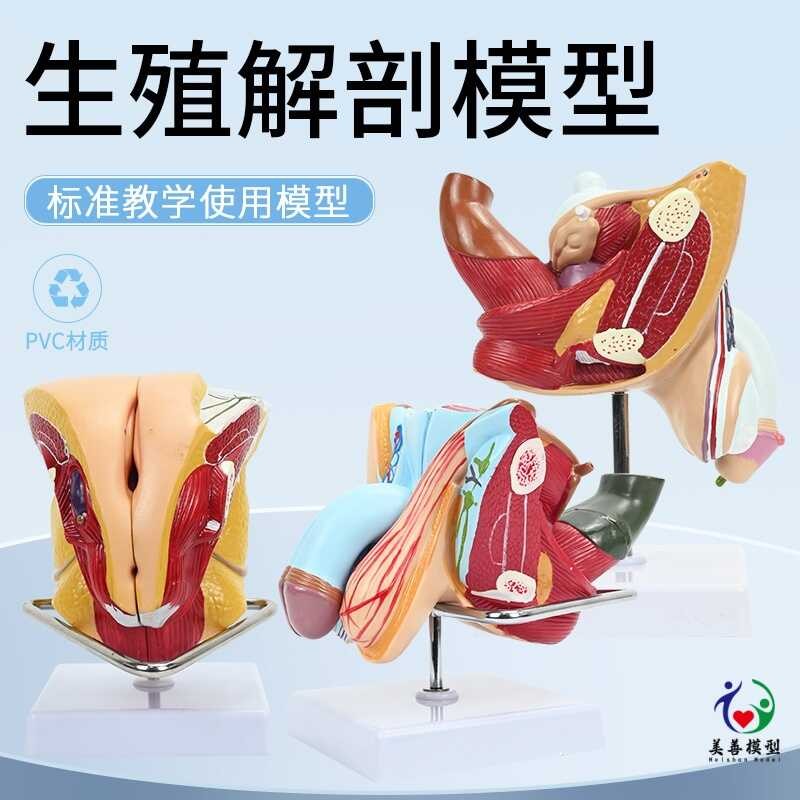 Teaching male and female reproductive system models, urinary system ...